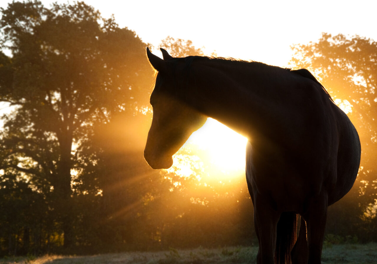 Equine Red Light Therapy | Enhance Your Horse's Health & Performance