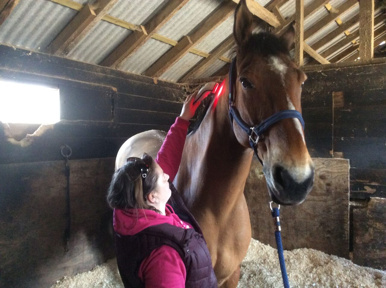 Equine Red Light Therapy | Enhance Your Horse's Health & Performance